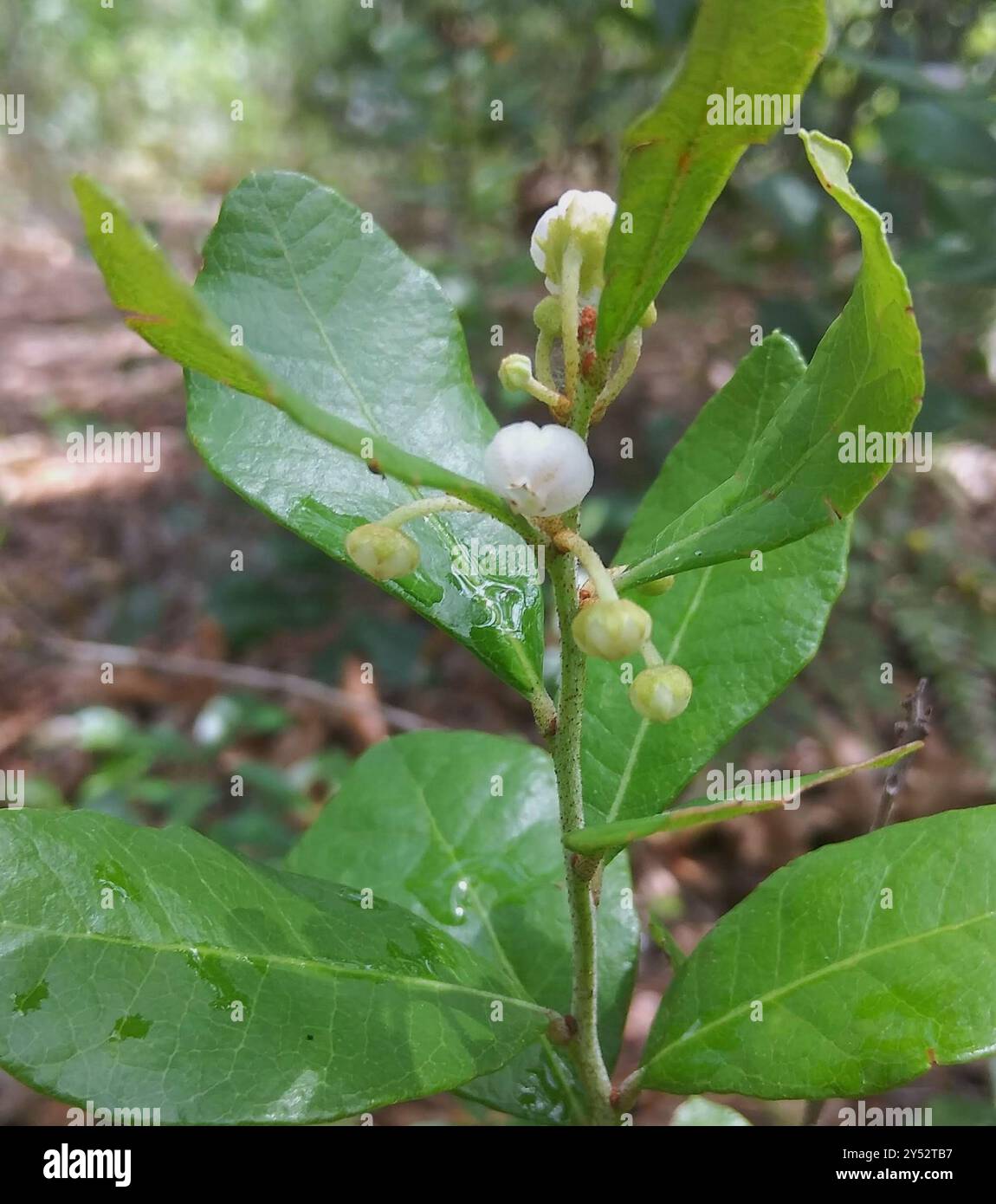 coastal plain staggerbush (Lyonia fruticosa) Plantae Stock Photo - Alamy