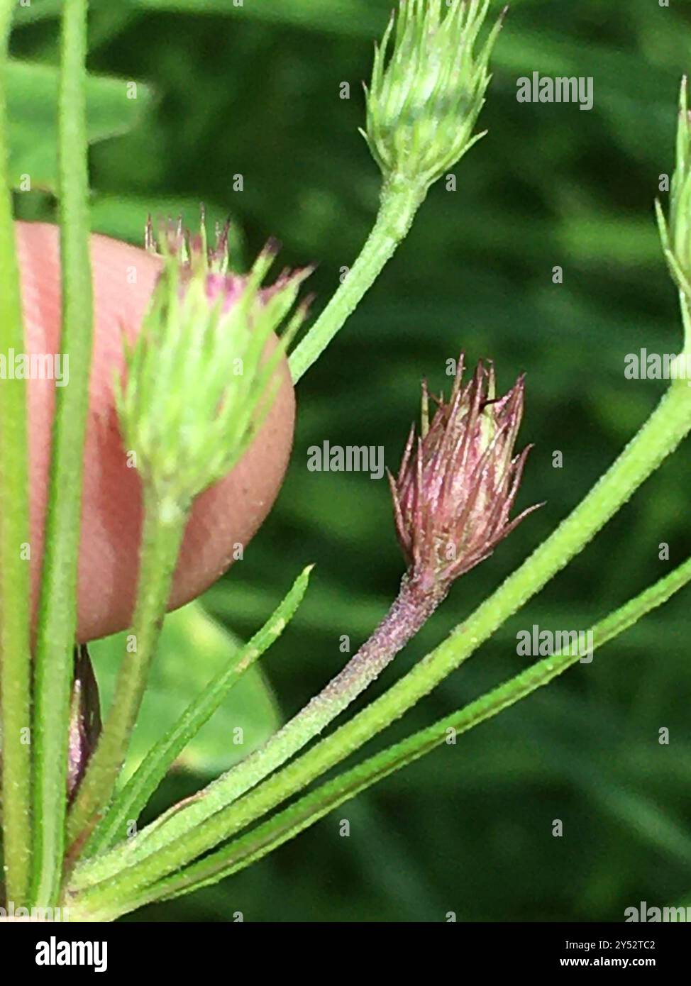 Narrow Leaf Ironweed (Vernonia angustifolia) Plantae Stock Photo - Alamy
