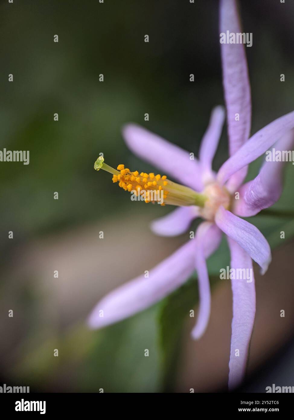 Crossberry (Grewia occidentalis) Plantae Stock Photo - Alamy