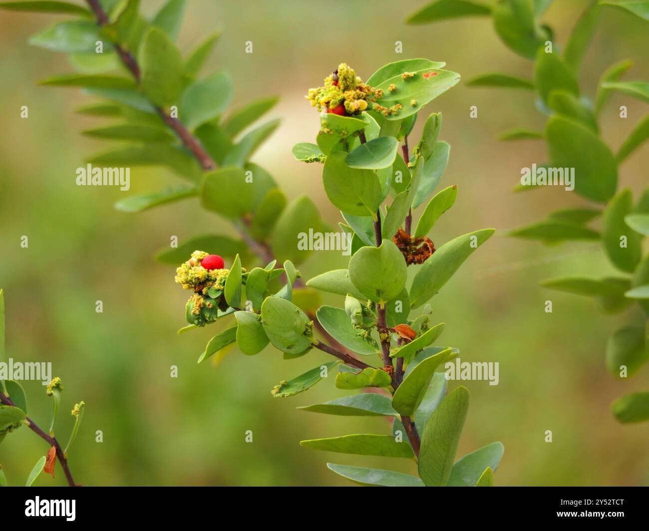 Bootlace Plant (Wikstroemia indica) Plantae Stock Photo - Alamy
