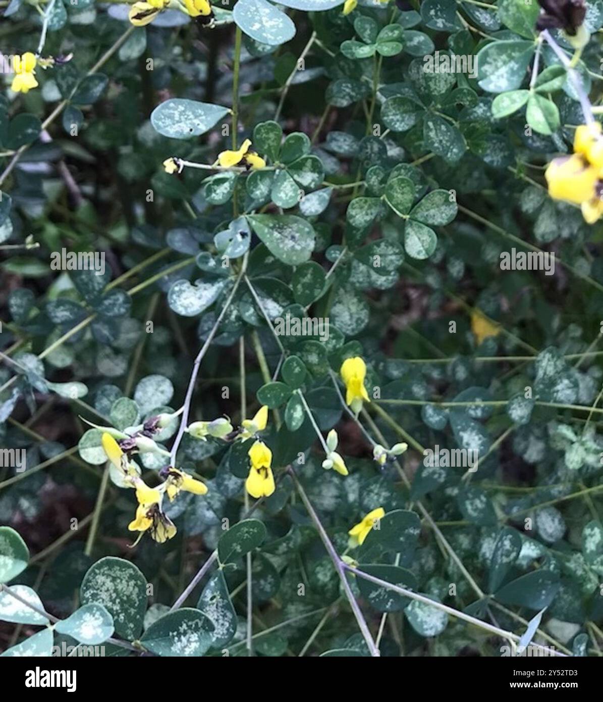eastern wild indigo (Baptisia tinctoria) Plantae Stock Photo - Alamy