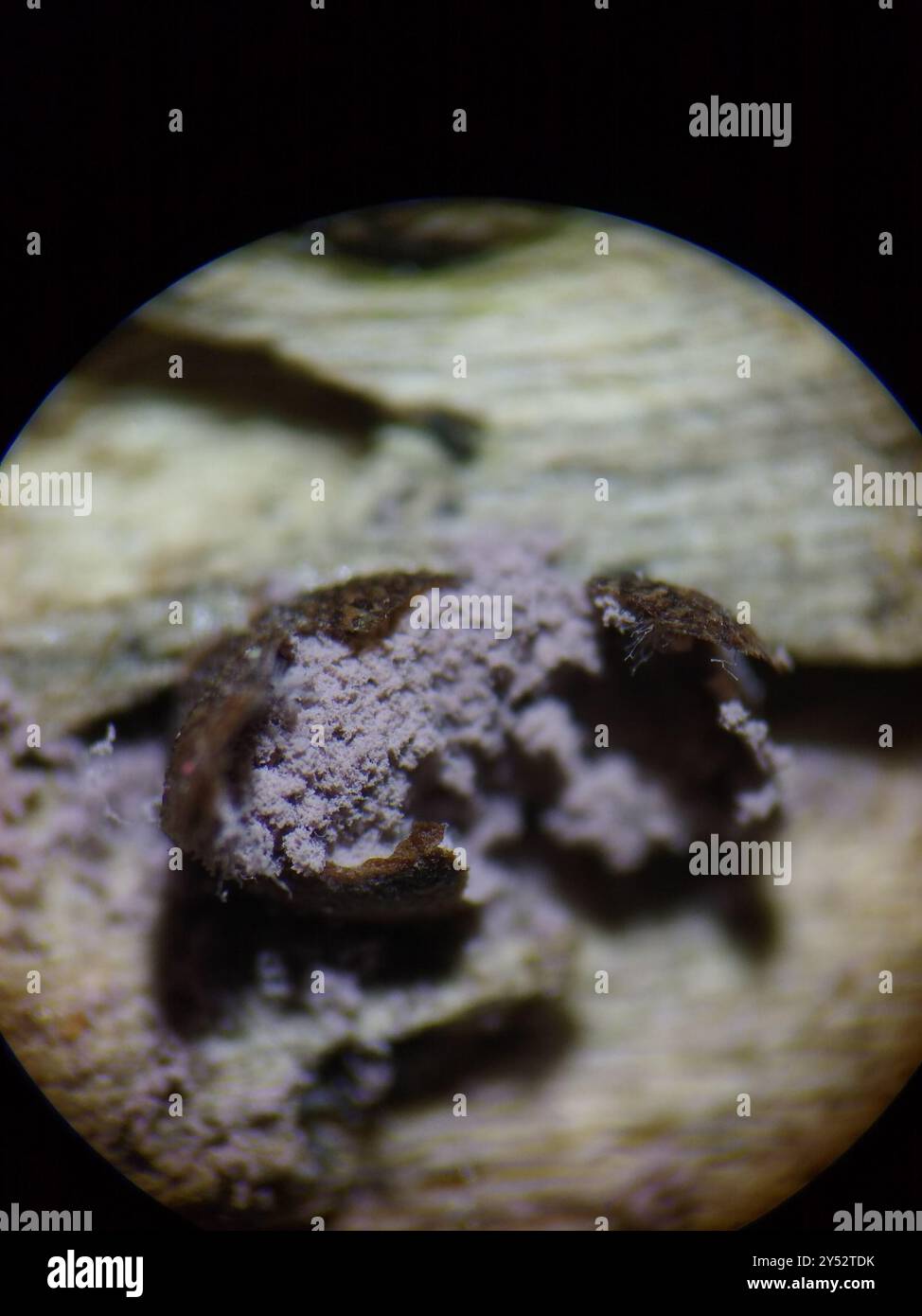 Wolf's Milk (Lycogala epidendrum) Protozoa Stock Photo - Alamy