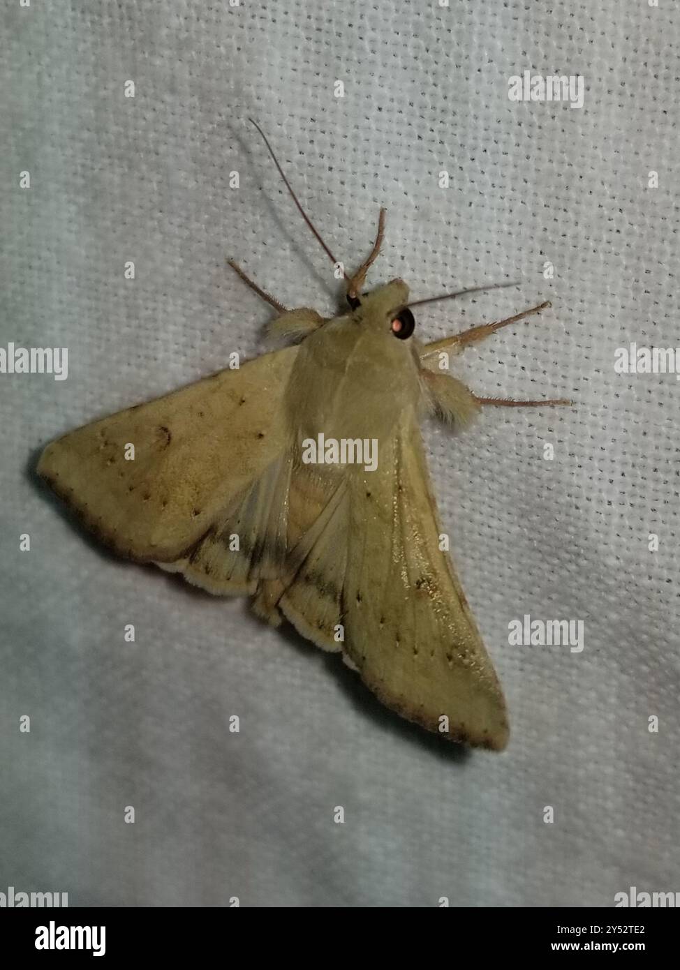 Corn Earworm Moth (Helicoverpa zea) Insecta Stock Photo - Alamy