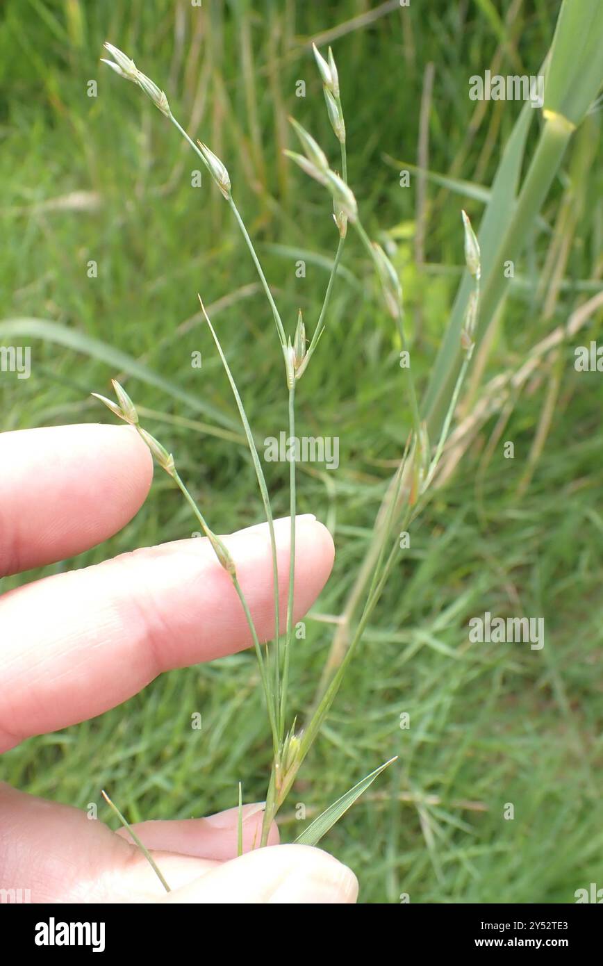 Toad rush (Juncus bufonius) Plantae Stock Photo - Alamy