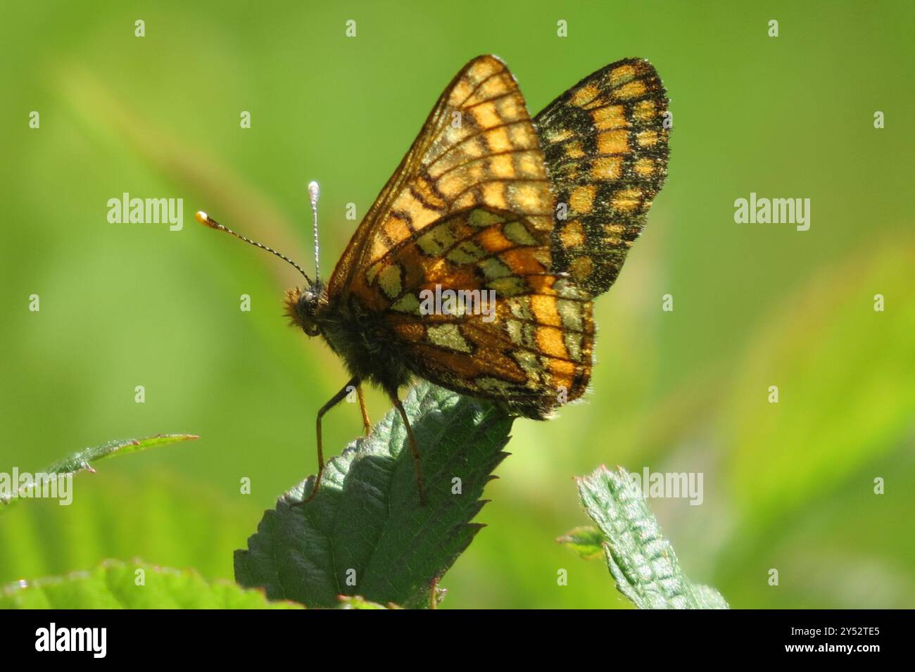 Asian Fritillary (Euphydryas intermedia) Insecta Stock Photo - Alamy