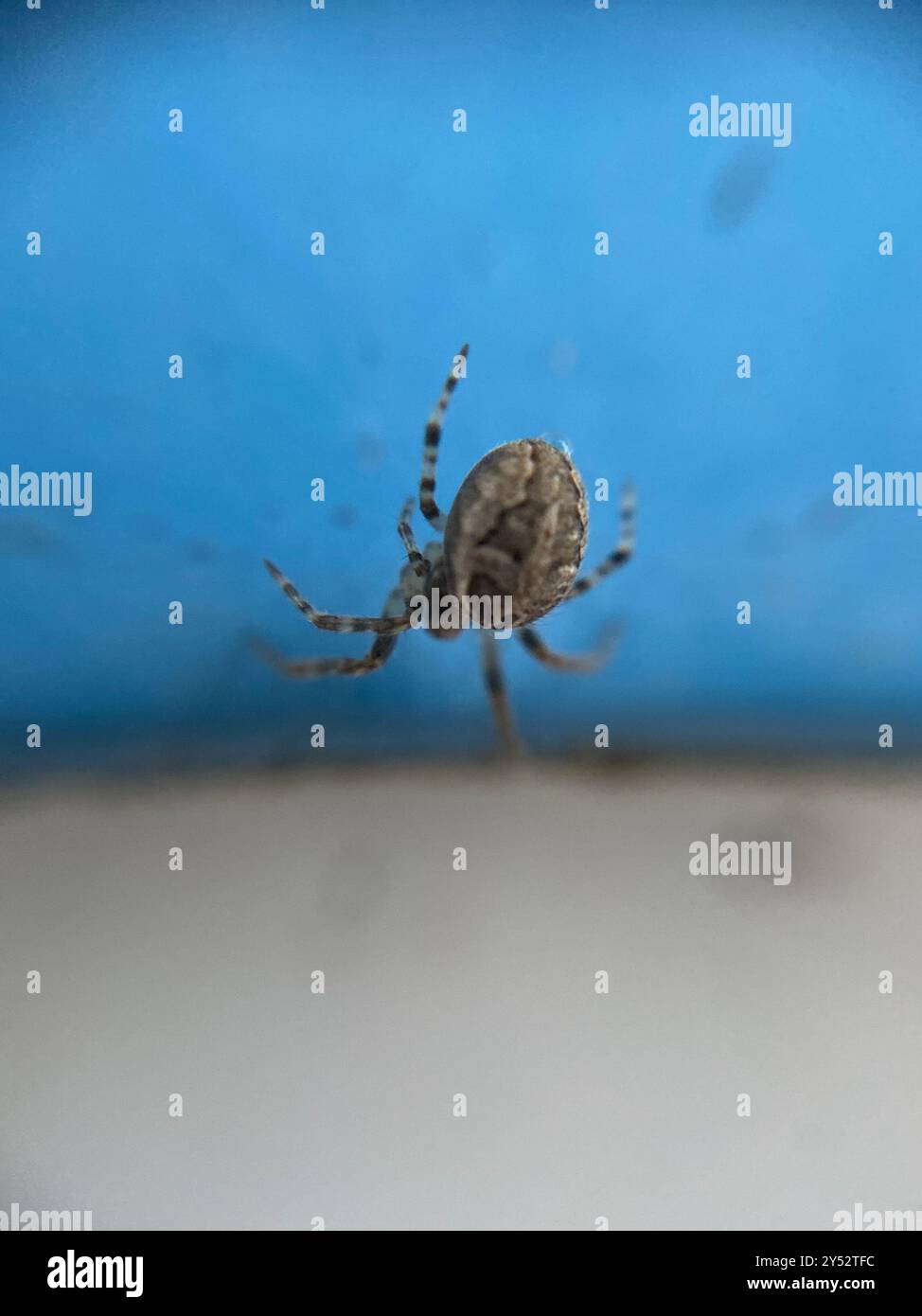 Grey Cross Spider (Larinioides sclopetarius) Arachnida Stock Photo - Alamy