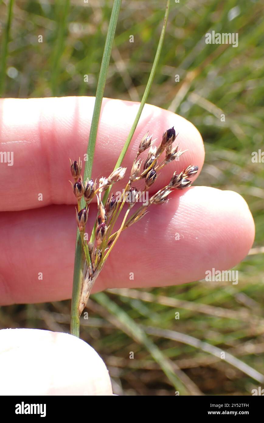 Hard Rush (Juncus inflexus) Plantae Stock Photo - Alamy