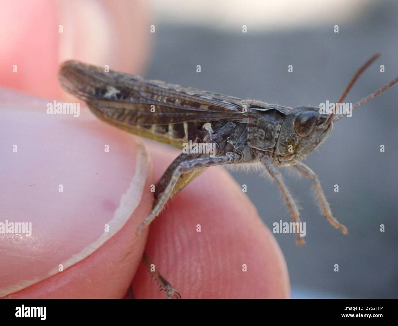 Bow-winged Grasshopper (Chorthippus biguttulus) Insecta Stock Photo - Alamy
