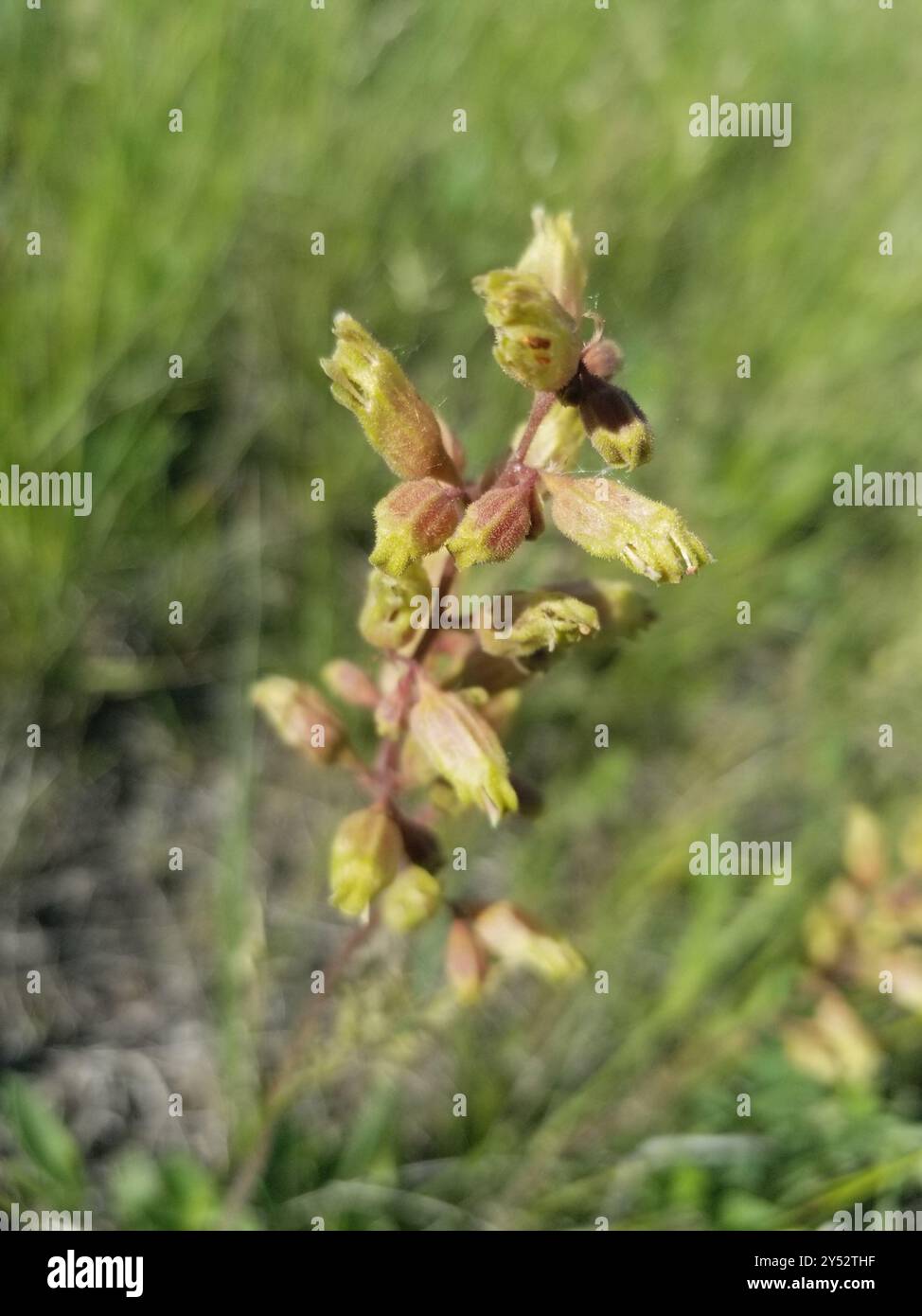 prairie alumroot (Heuchera richardsonii) Plantae Stock Photo - Alamy