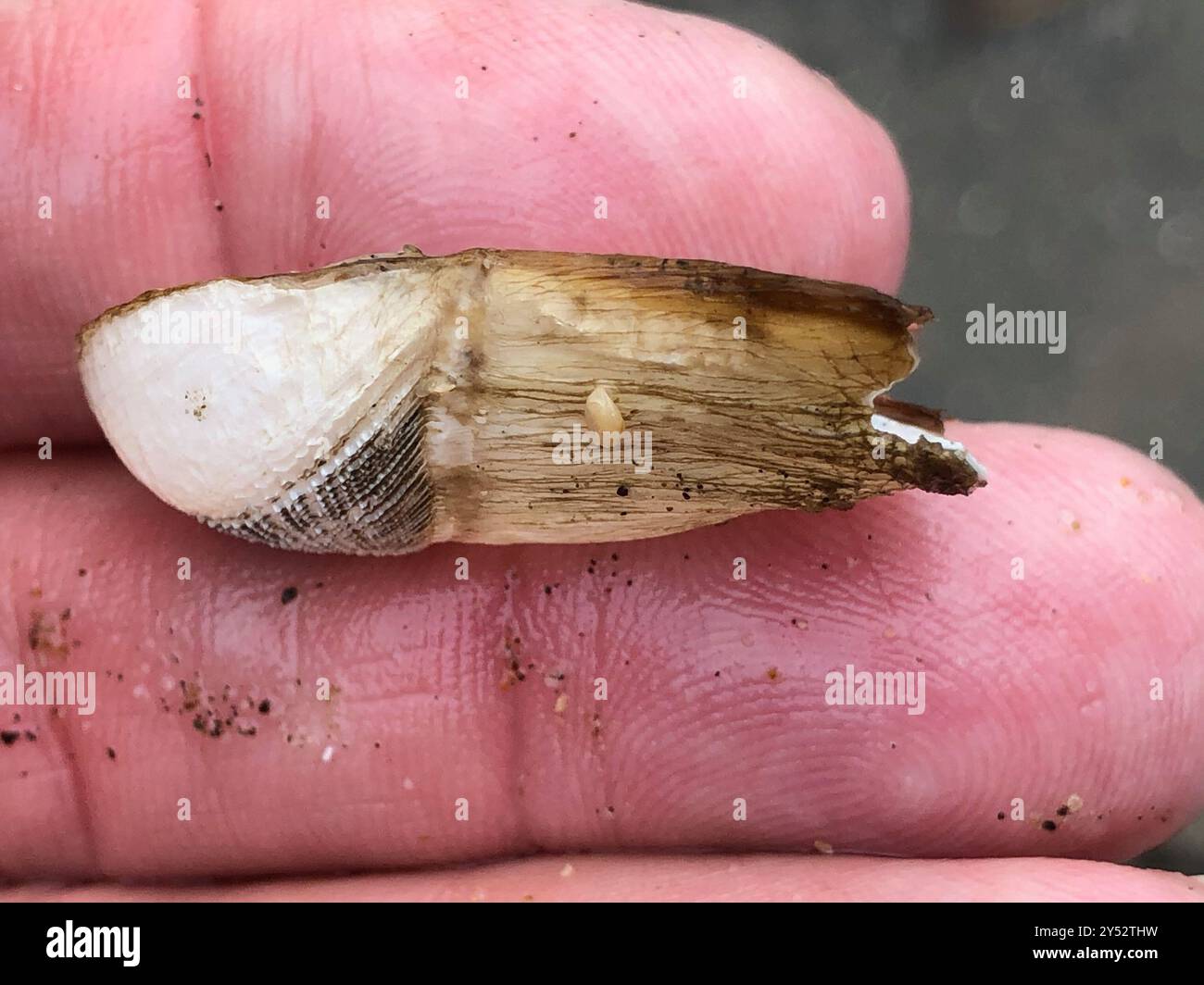Scale-sided Piddock (Parapholas californica) Mollusca Stock Photo - Alamy