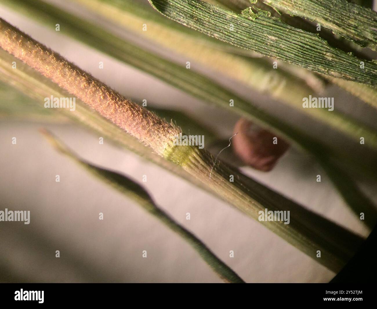 Slim-flower Muhly (Muhlenbergia tenuiflora) Plantae Stock Photo - Alamy