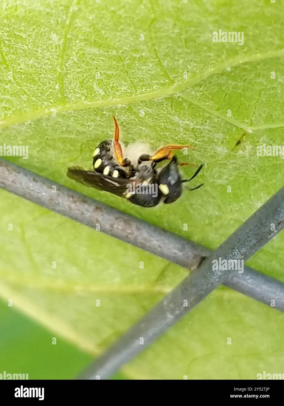 European Small-Woolcarder (Pseudoanthidium nanum) Insecta Stock Photo ...