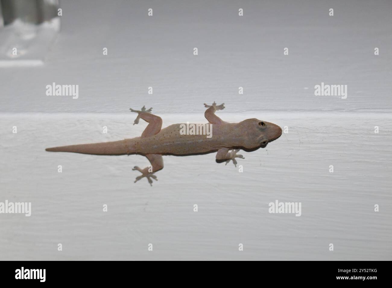 Asian House Gecko (Hemidactylus frenatus) Reptilia Stock Photo - Alamy