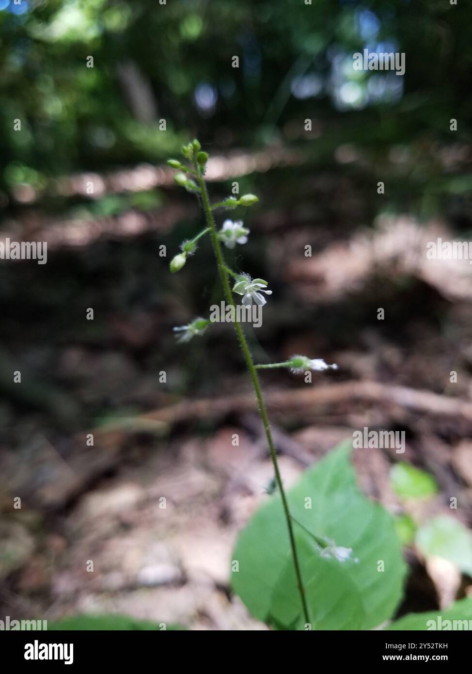 broadleaf enchanter's nightshade (Circaea canadensis) Plantae Stock ...