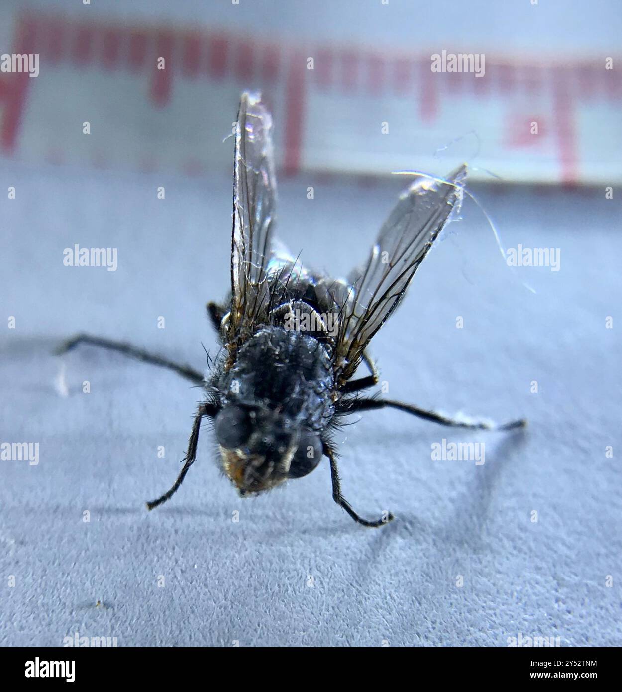 Bluebottle Flies (Calliphora) Insecta Stock Photo - Alamy