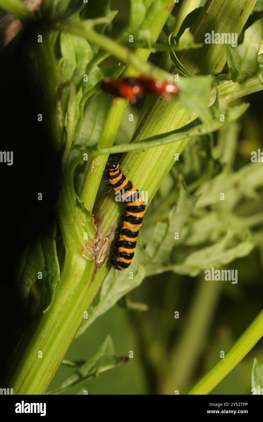 Cinnabar moth (Tyria jacobaeae) Insecta Stock Photo - Alamy