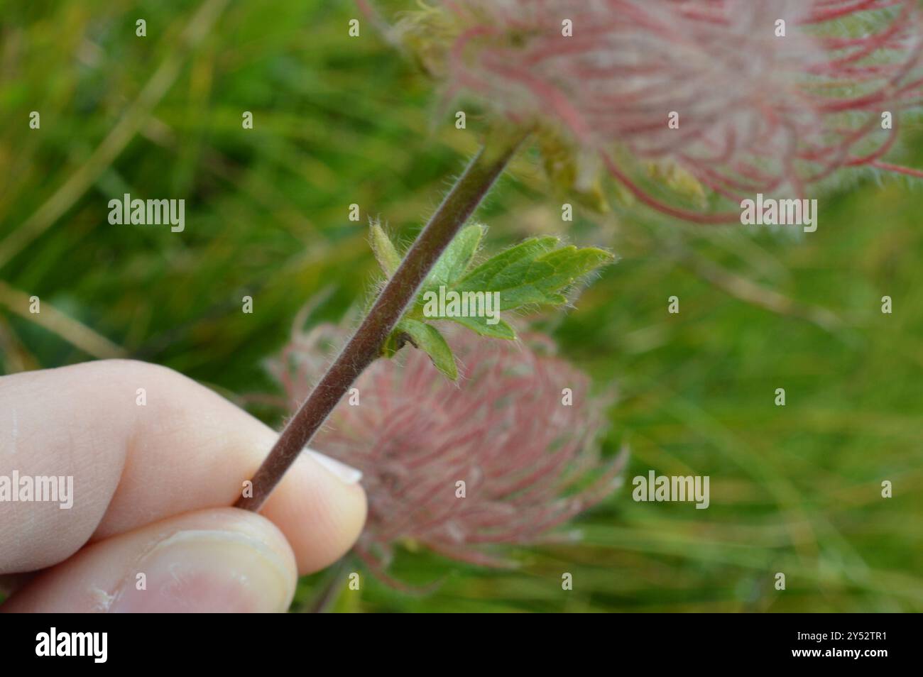 Alpine avens (Geum montanum) Plantae Stock Photo - Alamy