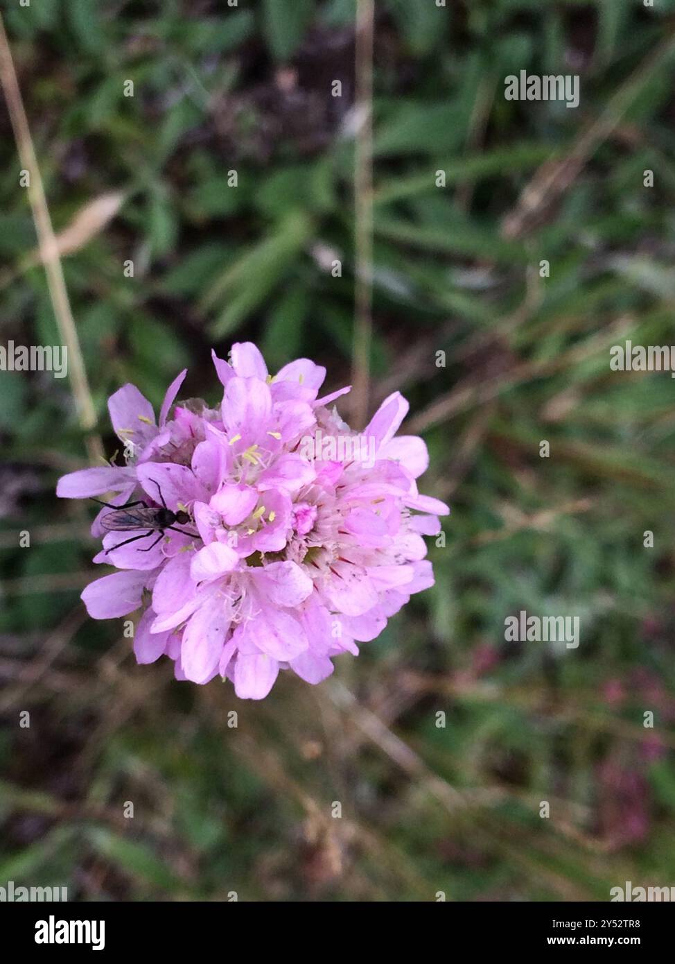 Small Scabious (Scabiosa columbaria) Plantae Stock Photo - Alamy