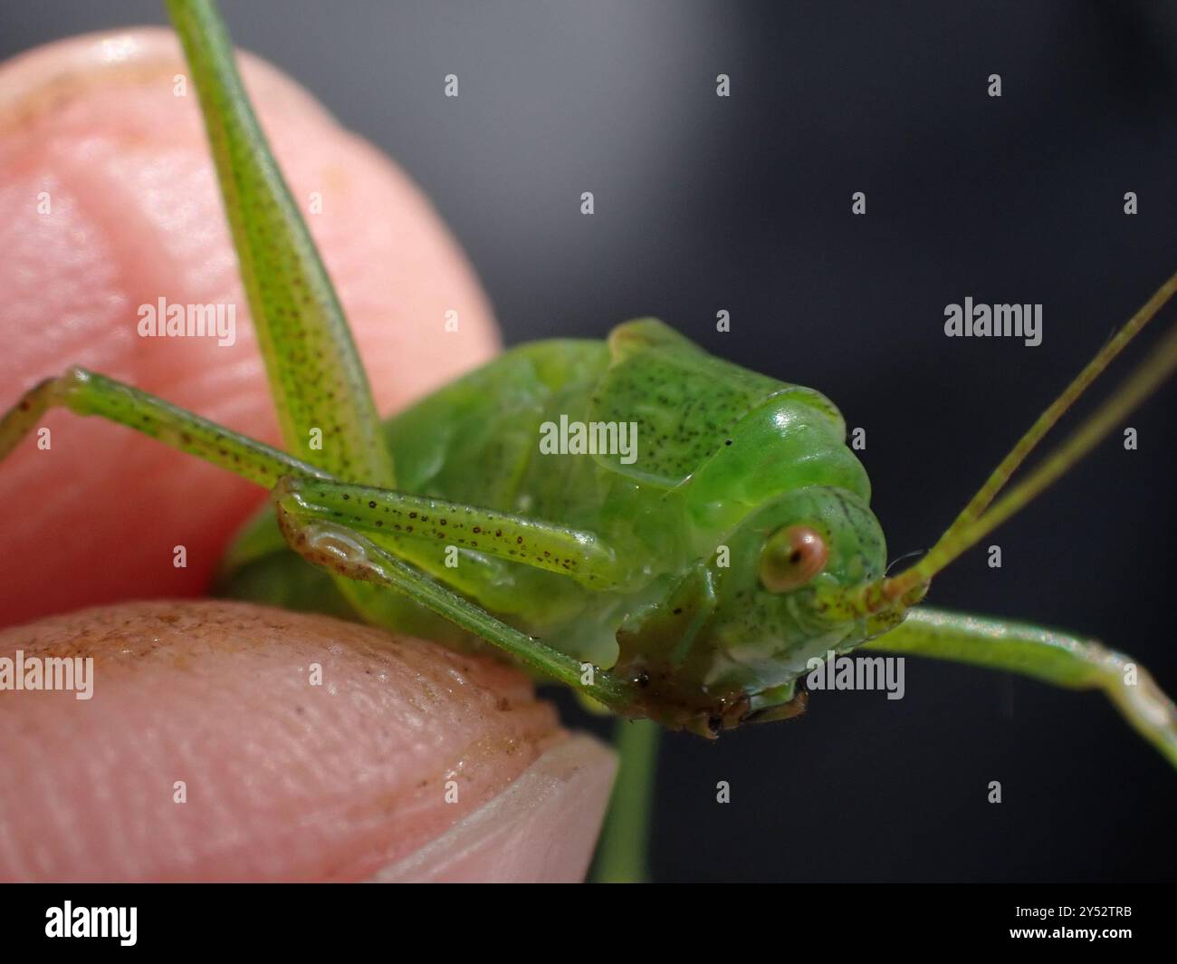 Sickle-bearing Bush-cricket (Phaneroptera falcata) Insecta Stock Photo ...