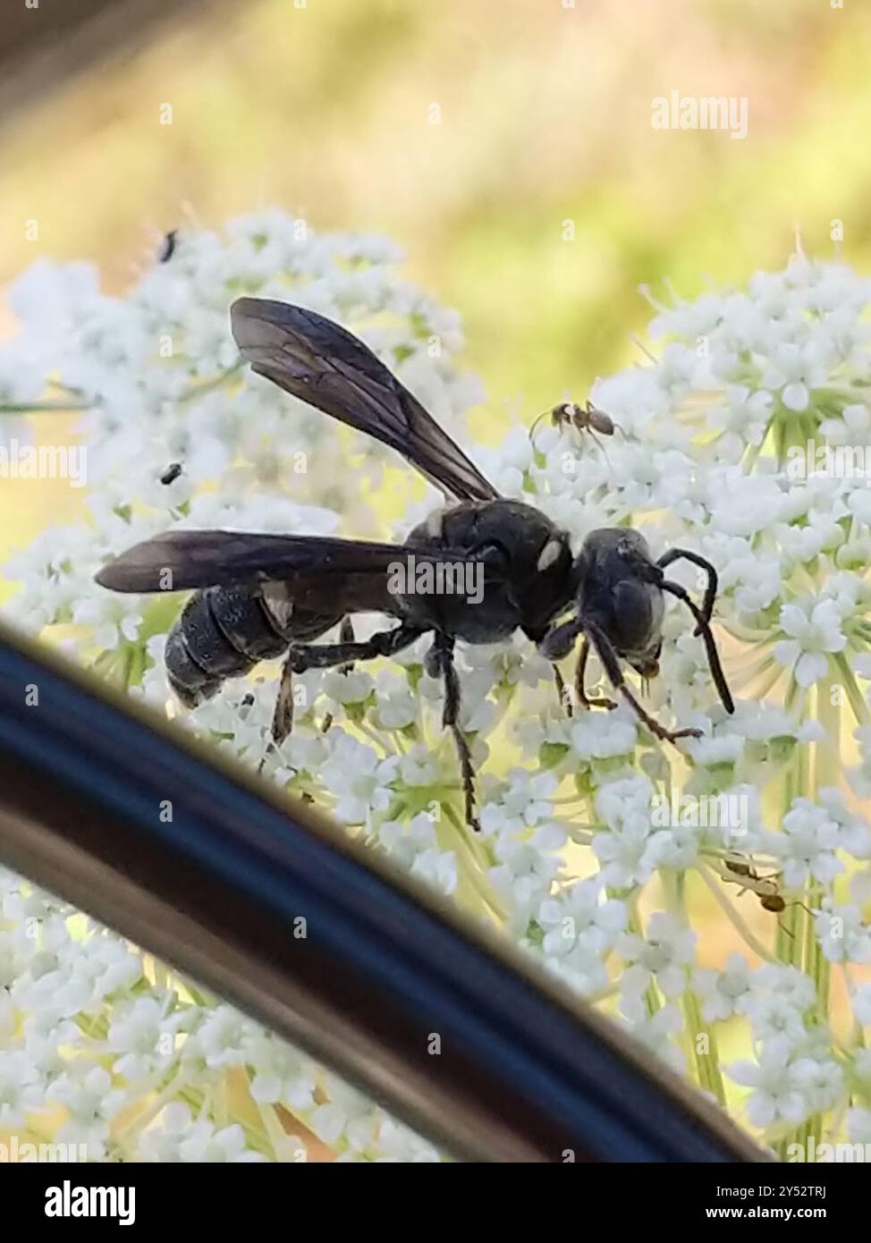 Smoky-winged Beetle Bandit Wasp (Cerceris fumipennis) Insecta Stock ...