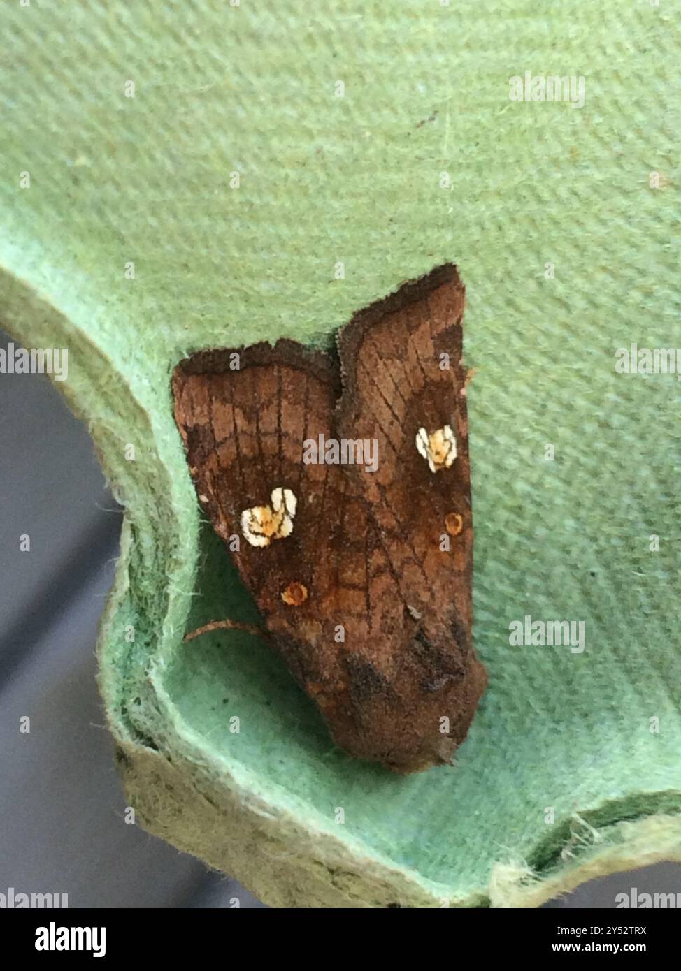 Ear Moth (Amphipoea oculea) Insecta Stock Photo - Alamy