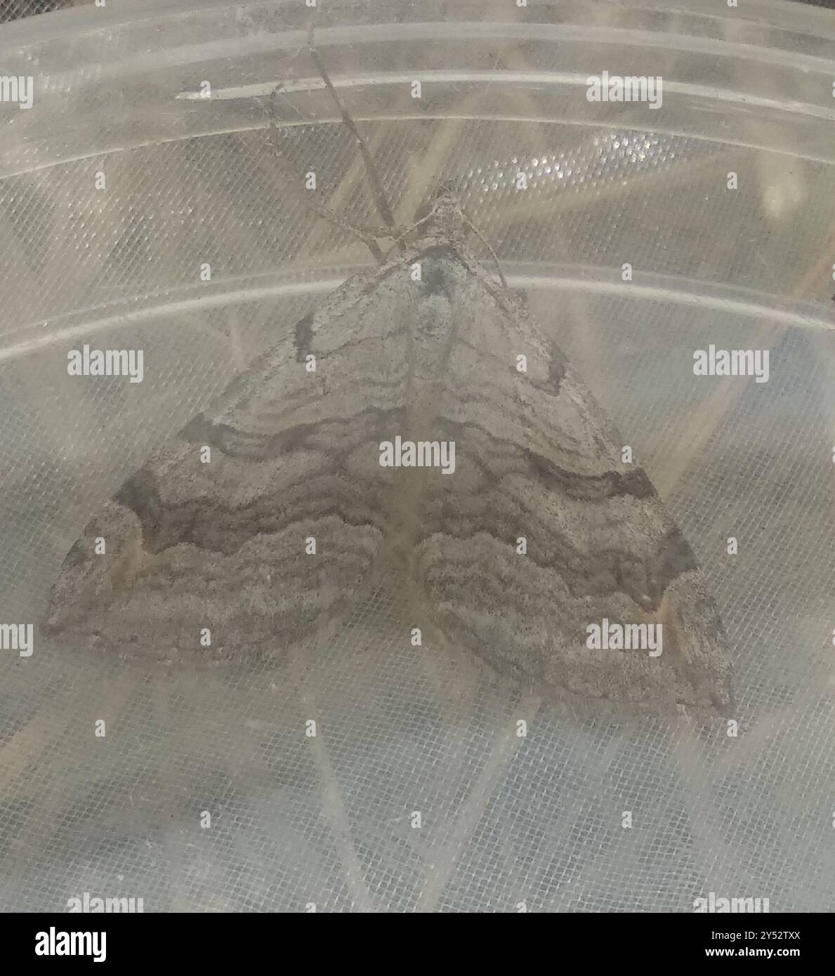 Treble Bar (Aplocera plagiata) Insecta Stock Photo - Alamy