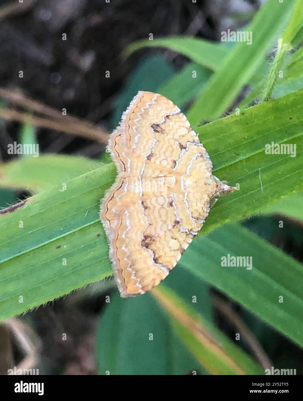 Yellow Shell Moth (Camptogramma bilineata) Insecta Stock Photo - Alamy