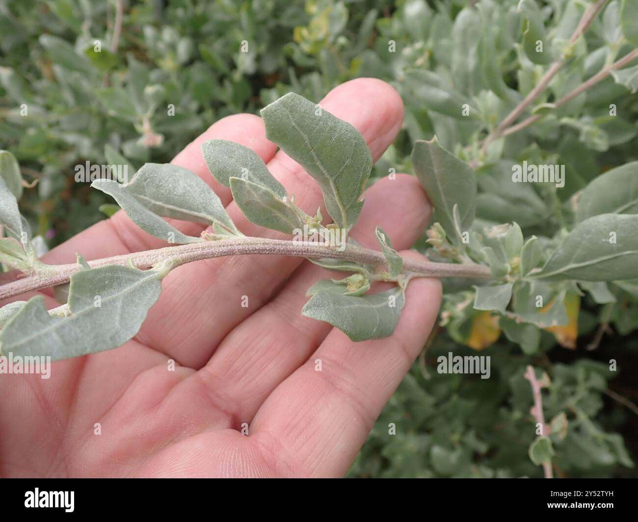 Mediterranean Saltbush (Atriplex halimus) Plantae Stock Photo - Alamy