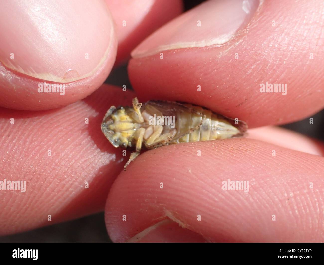 Horned Leafhopper (Ledra aurita) Insecta Stock Photo - Alamy