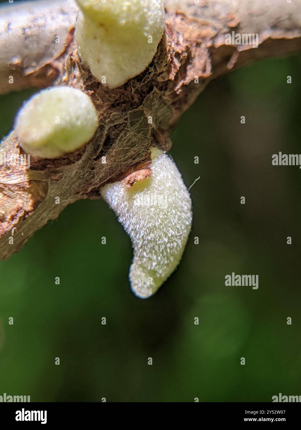 Oak Rough Bulletgall Wasp (Disholcaspis quercusmamma) Insecta Stock ...