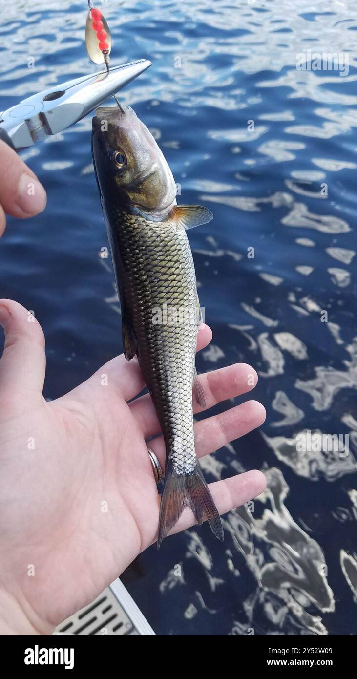 Fallfish (Semotilus corporalis) Actinopterygii Stock Photo - Alamy