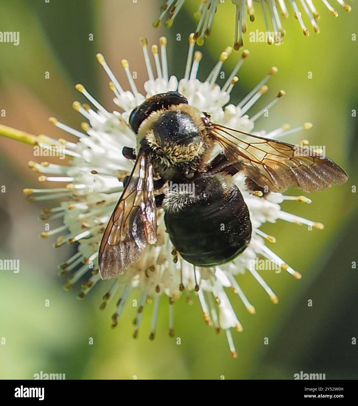 Eastern Carpenter Bee (Xylocopa virginica) Insecta Stock Photo - Alamy