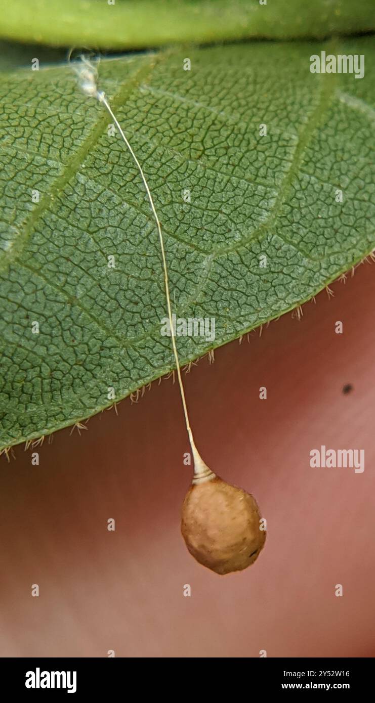 Common Eastern Ray Spider (Theridiosoma gemmosum) Arachnida Stock Photo ...