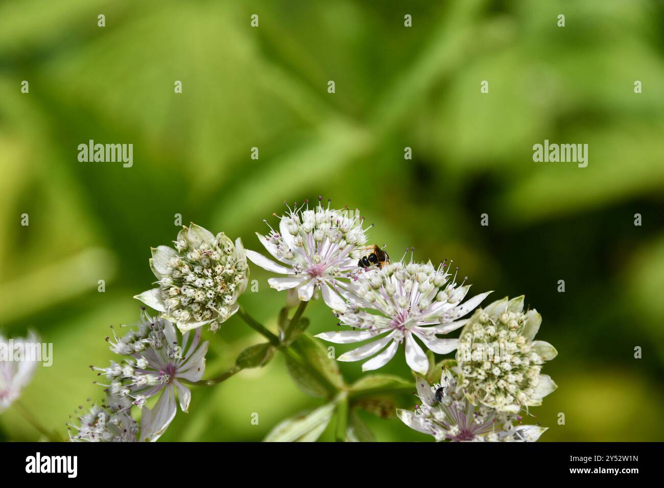Ants, Bees, and Stinging Wasps (Aculeata) Insecta Stock Photo - Alamy