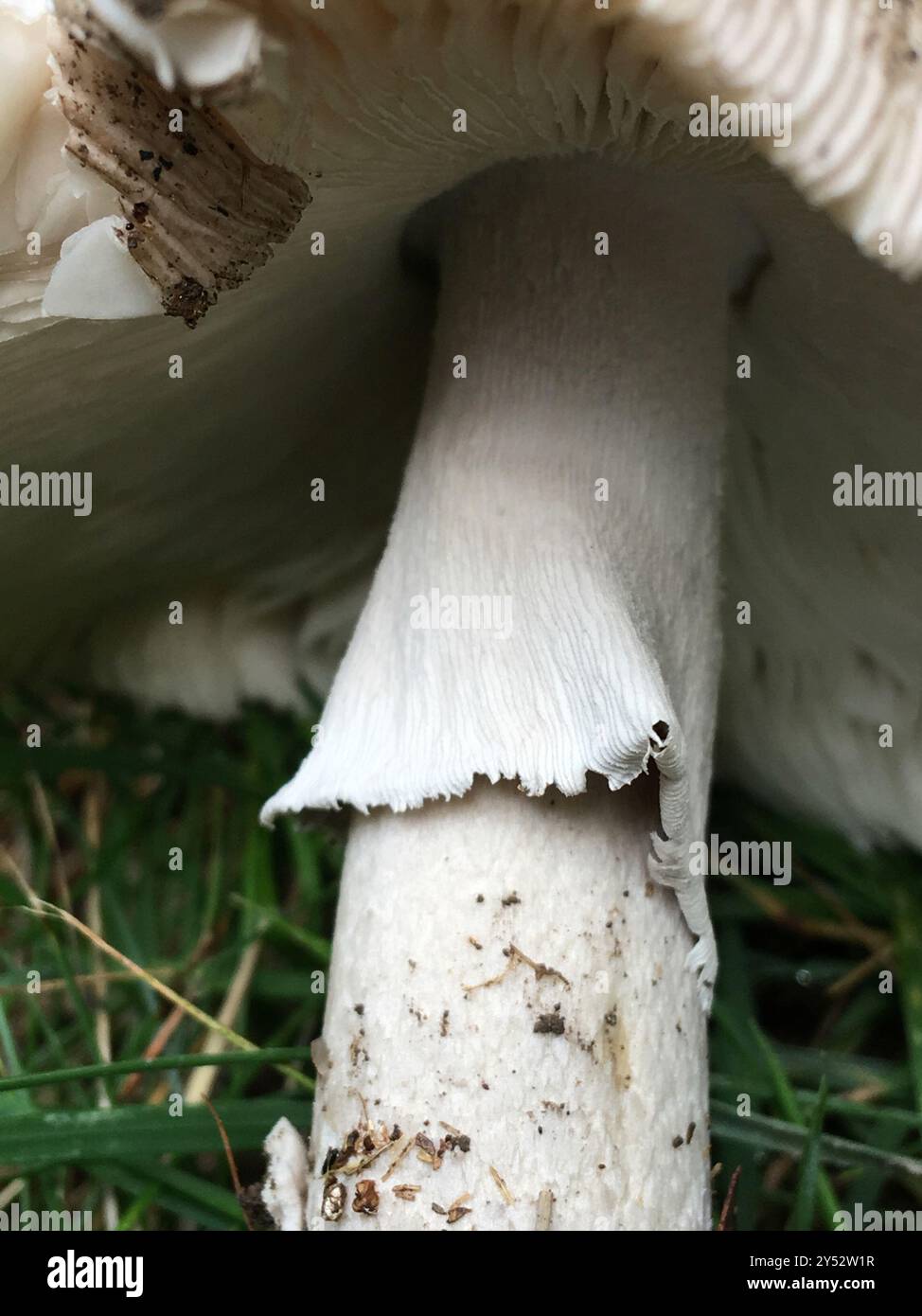 Hated Caesar (Amanita spreta) Fungi Stock Photo - Alamy
