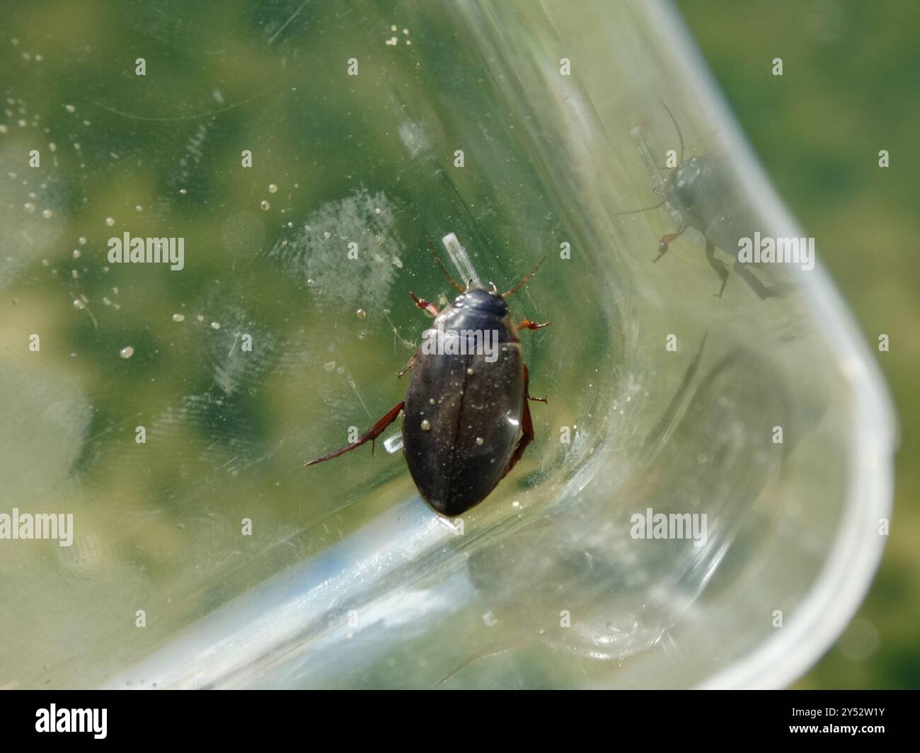 large-grooved diving beetle (Colymbetes fuscus) Insecta Stock Photo - Alamy