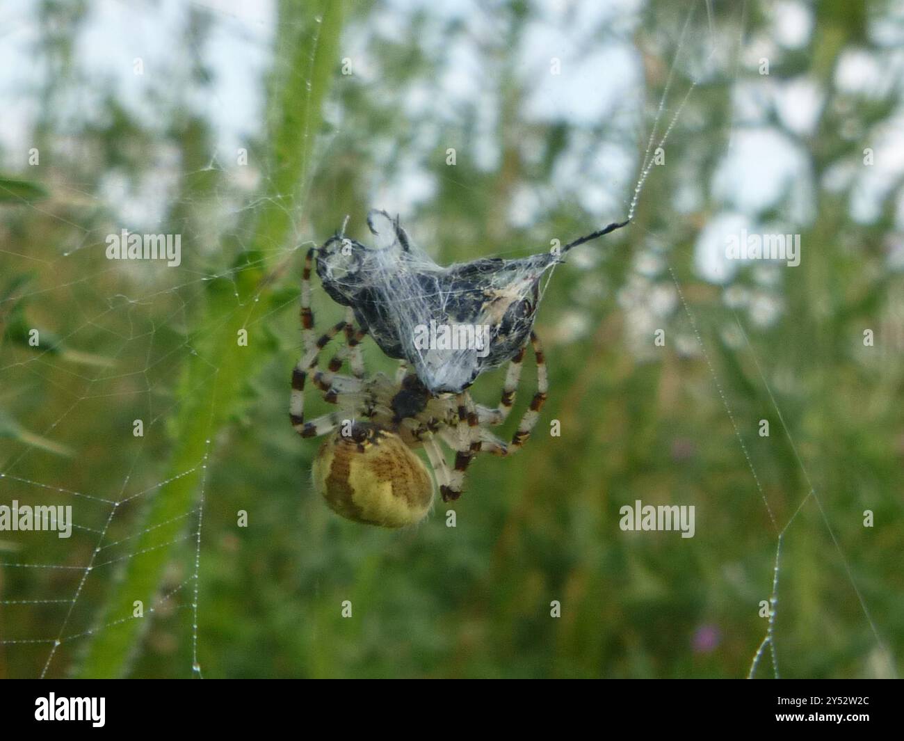 Four-spot Orbweaver (Araneus quadratus) Arachnida Stock Photo - Alamy