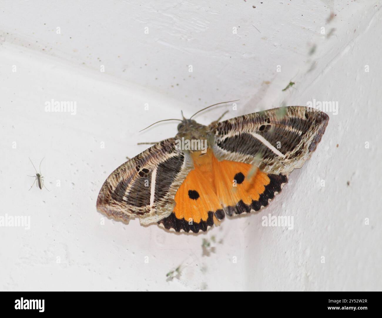 Dot-underwing Moth (Eudocima materna) Insecta Stock Photo - Alamy