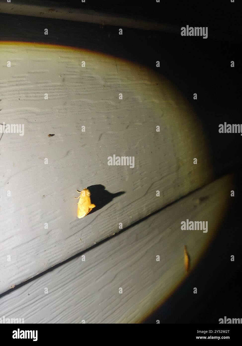 Abbreviated and Red-crossed Button Slug Moths (Tortricidia pallida ...