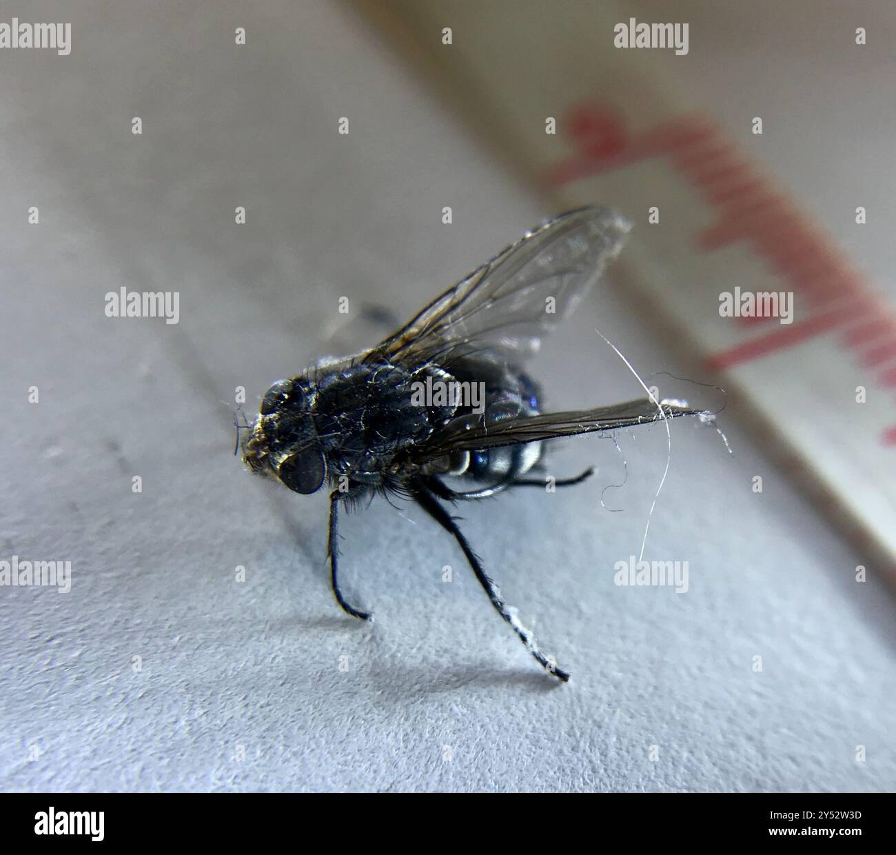Bluebottle Flies (Calliphora) Insecta Stock Photo - Alamy