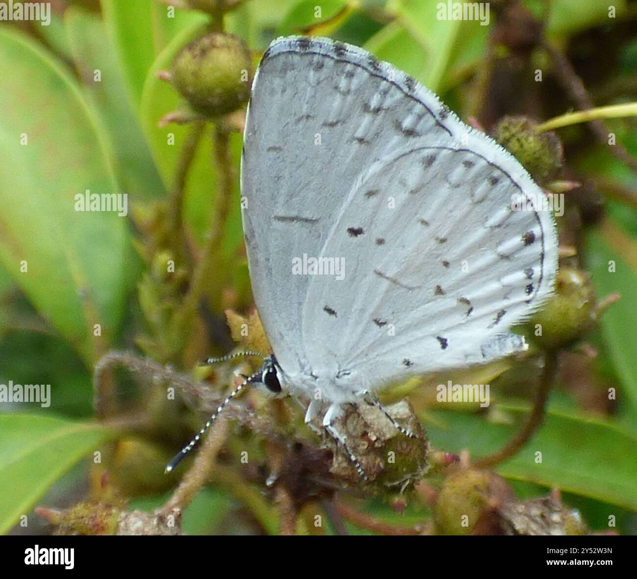 Summer Azure (Celastrina neglecta) Insecta Stock Photo - Alamy
