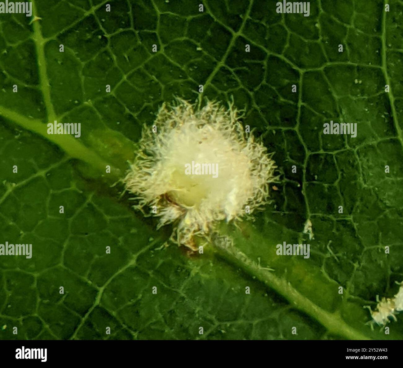 Woolly Oak Gall Wasp (Callirhytis lanata) Insecta Stock Photo - Alamy