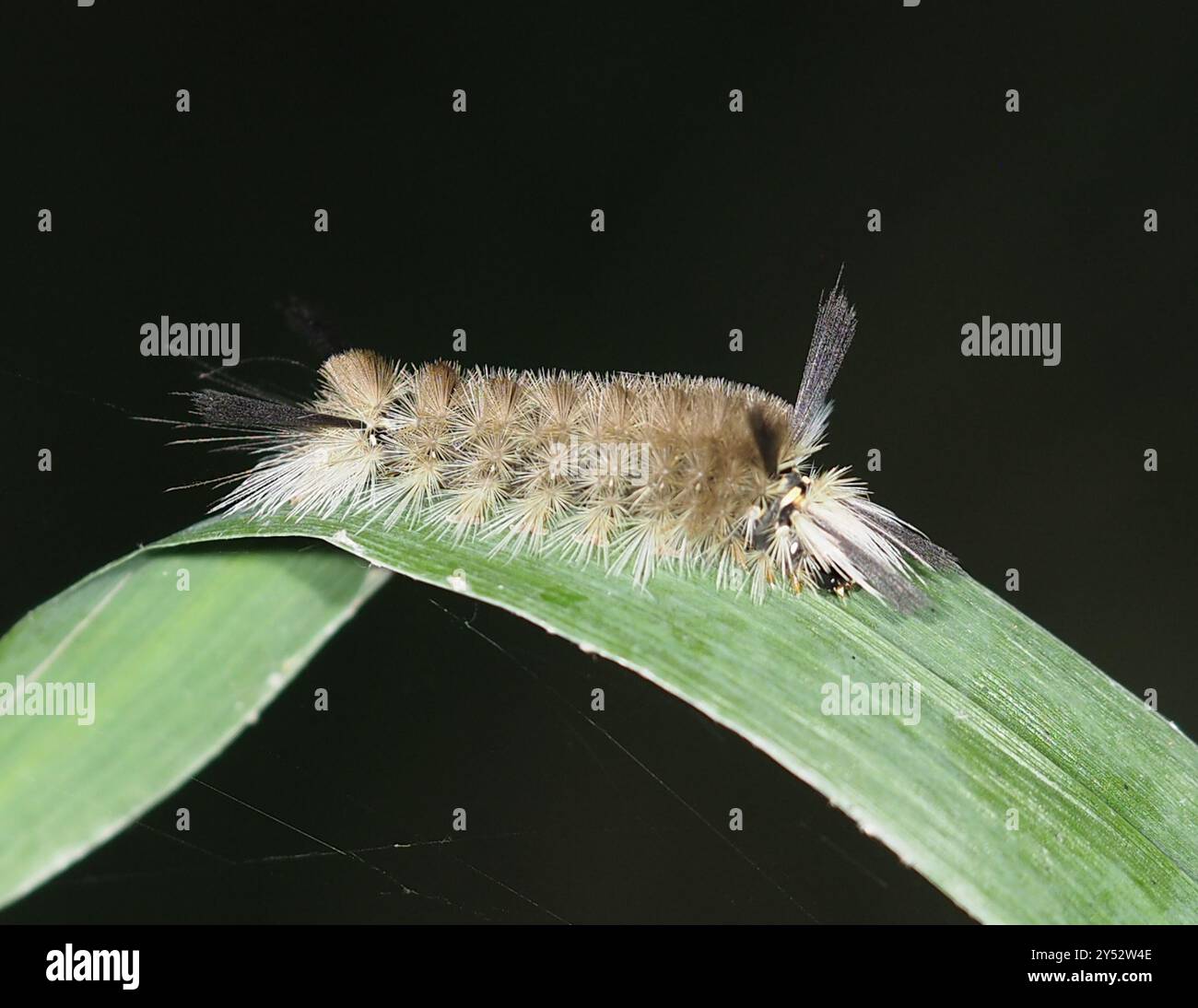Banded Tussock Moth (Halysidota tessellaris) Insecta Stock Photo - Alamy
