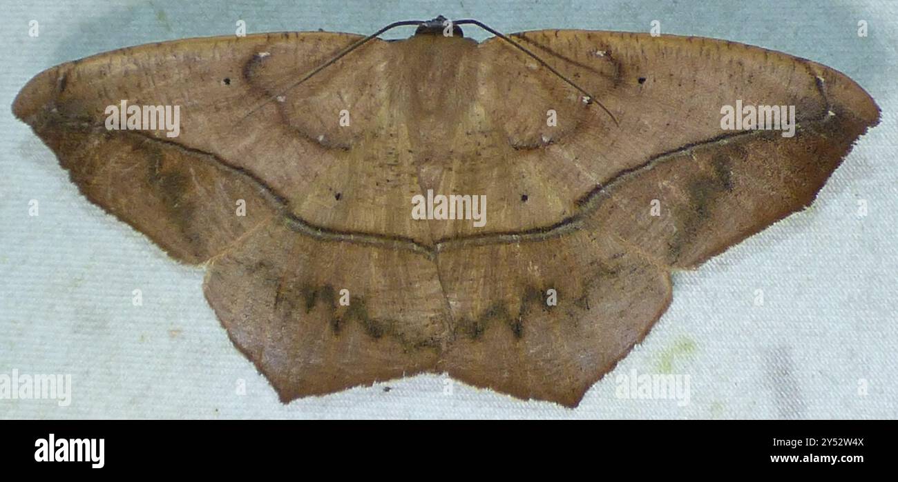 Large Maple Spanworm Moth (Prochoerodes lineola) Insecta Stock Photo ...