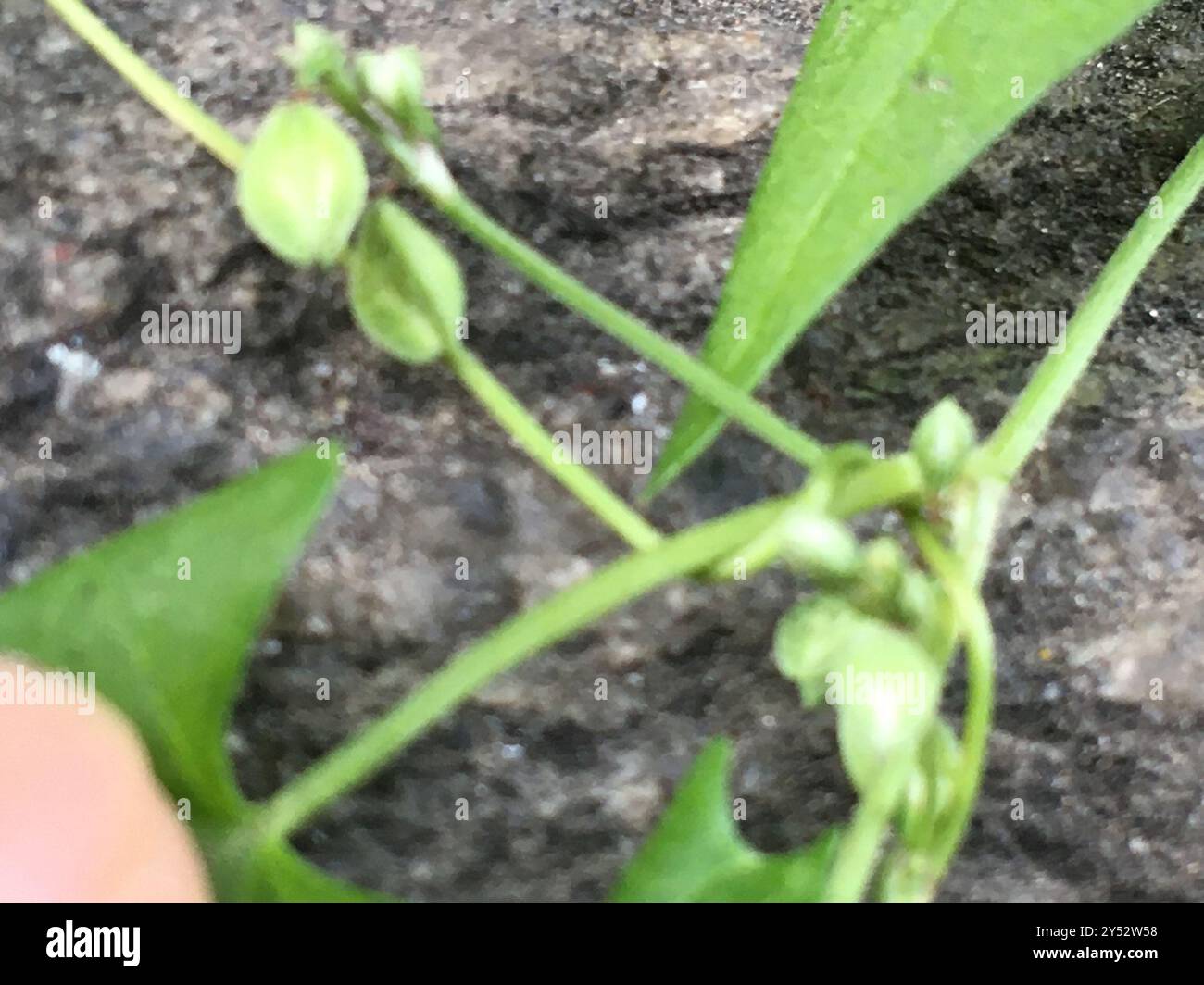 Black-bindweed (Fallopia convolvulus) Plantae Stock Photo - Alamy