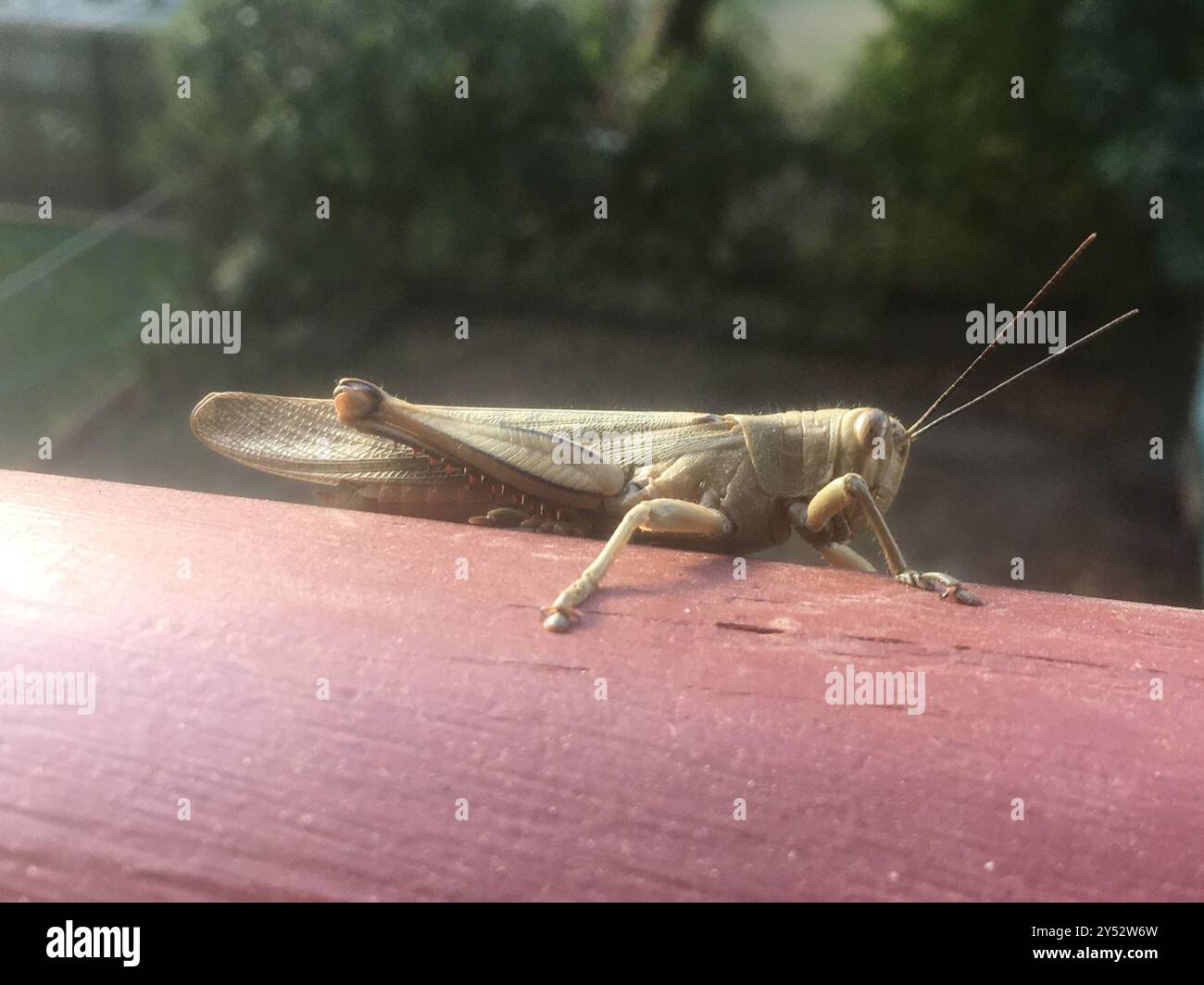 Giant Grasshopper (Valanga irregularis) Insecta Stock Photo - Alamy