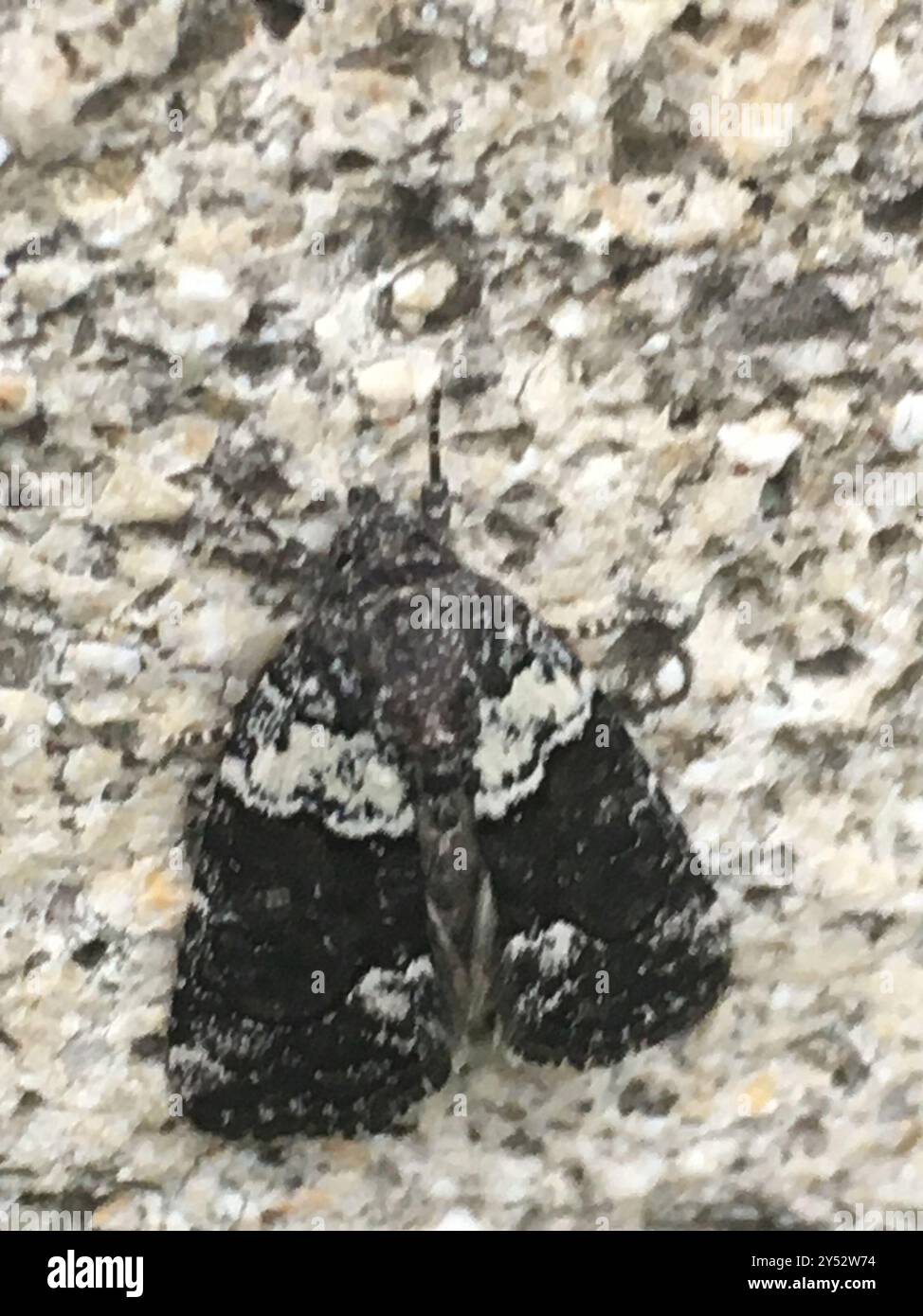 Tree-lichen Beauty (Cryphia algae) Insecta Stock Photo - Alamy