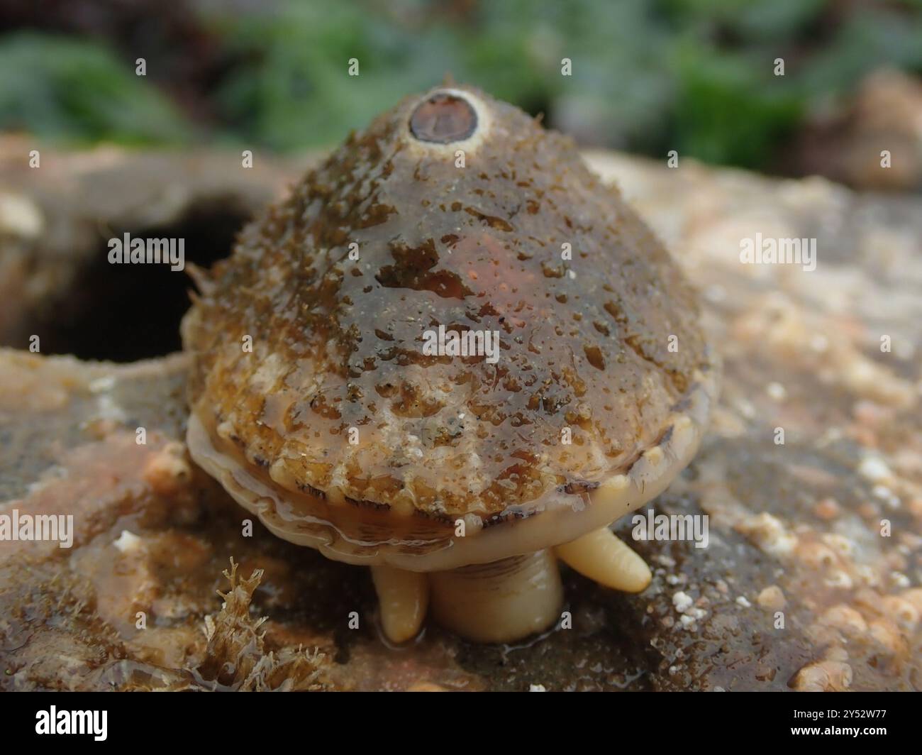 Rough Keyhole Limpet (Diodora aspera) Mollusca Stock Photo - Alamy