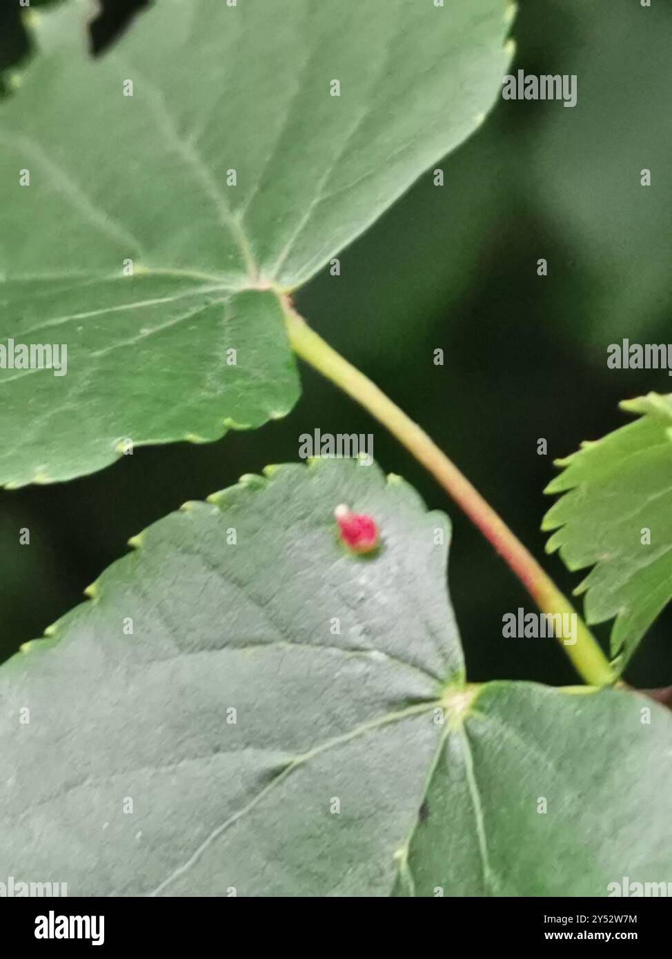 Red Nail Gall Mite (Eriophyes tiliae) Arachnida Stock Photo - Alamy