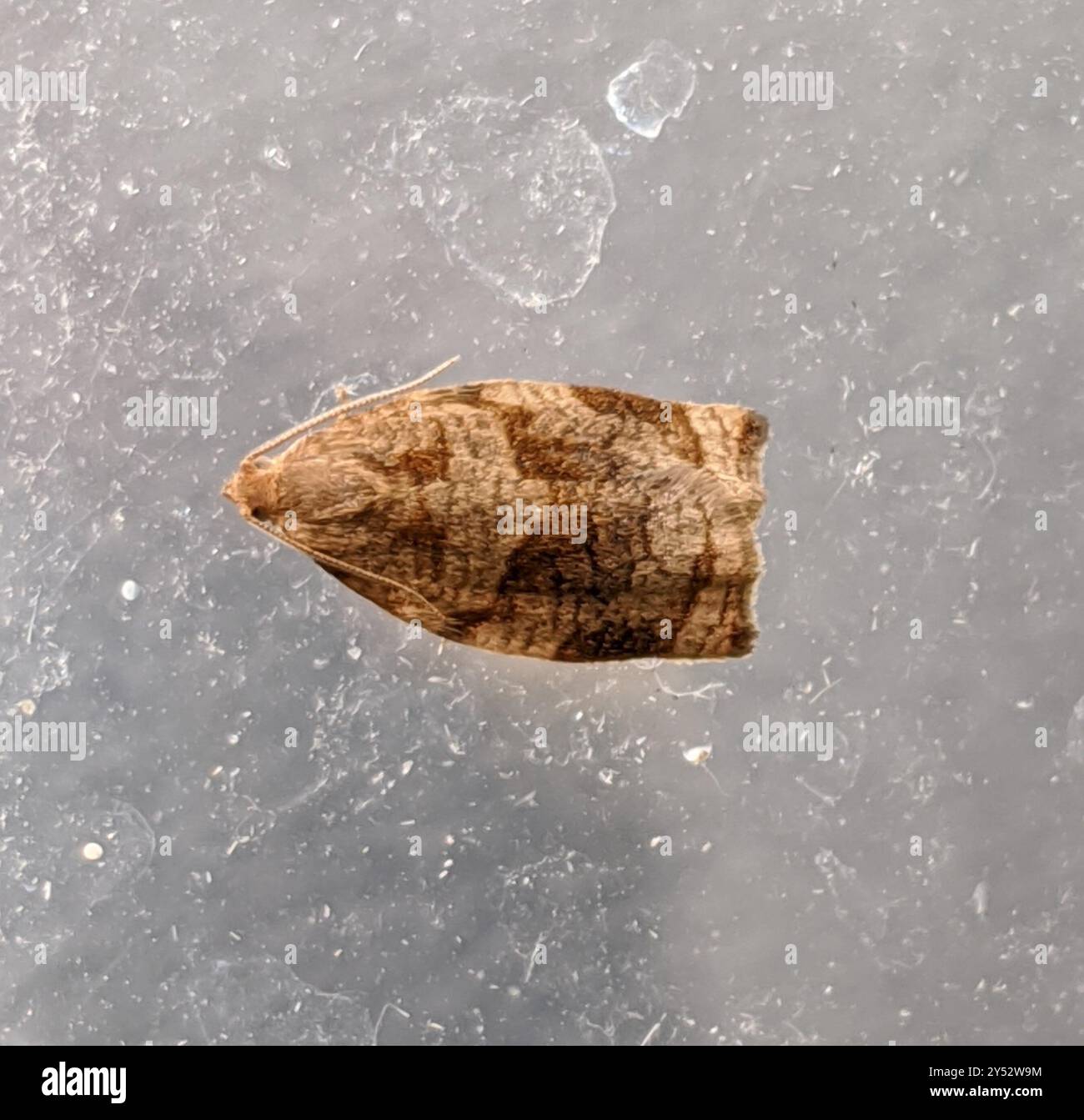Rose Tortrix Moth (Archips rosana) Insecta Stock Photo - Alamy